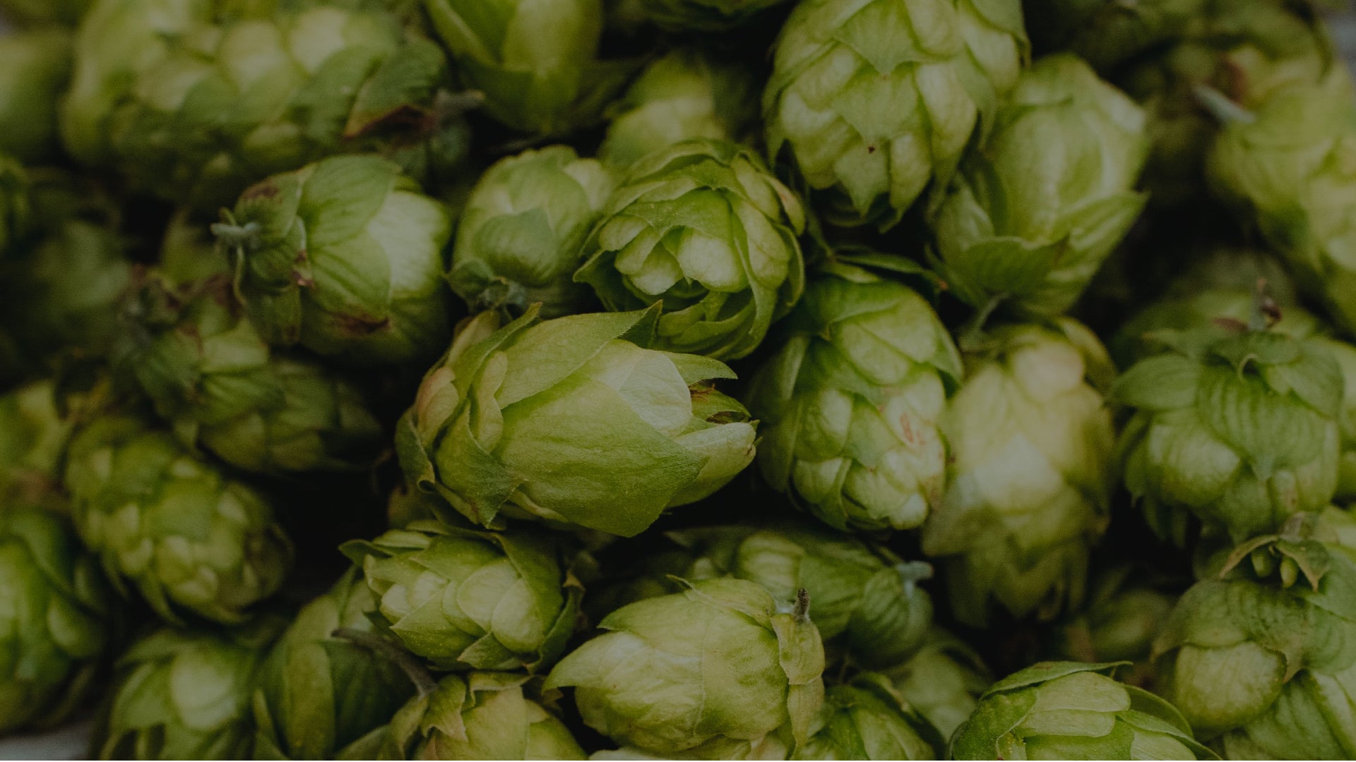Hanna Hops - Comunidad de Cerveceros – HannaHops